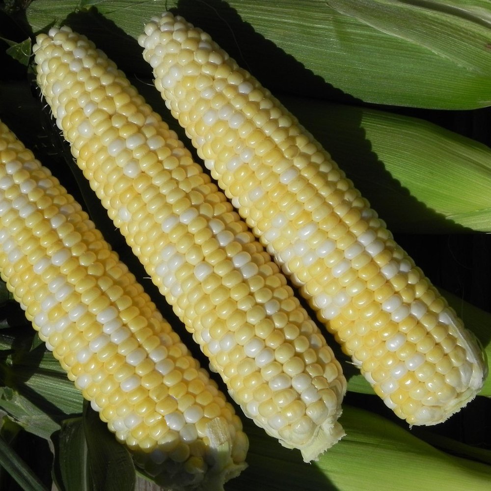 Allure Sweet Corn Seeds for Sale