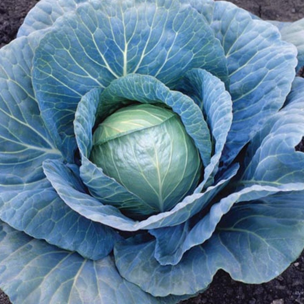 Blue Vantage Cabbage Seeds - Disease Resistant Hybrid - Joyful Seeds