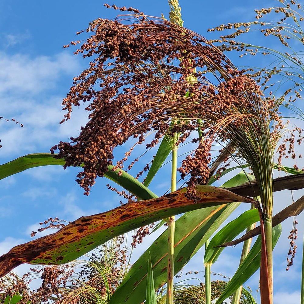 Buy Broom Corn Multi-Color Seeds | Decorative Ornamental Corn