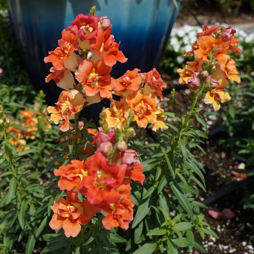 Double Shot Orange Bicolor Snapdragon Seed - Joyful Seeds