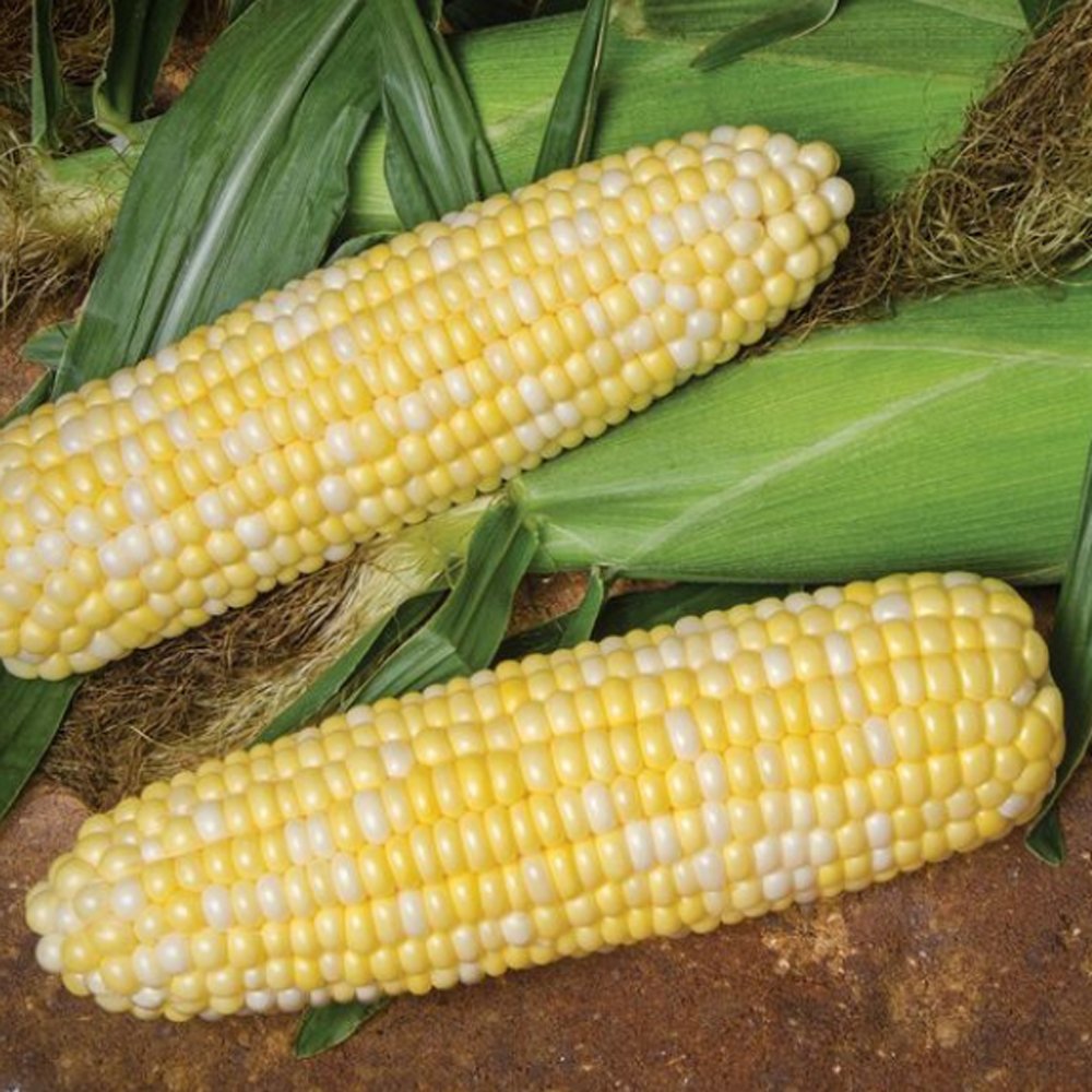 Double Eagle Sweet Corn Seeds for Sale