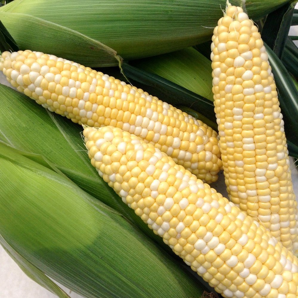 Enchanted Sweet Corn Seeds for Sale