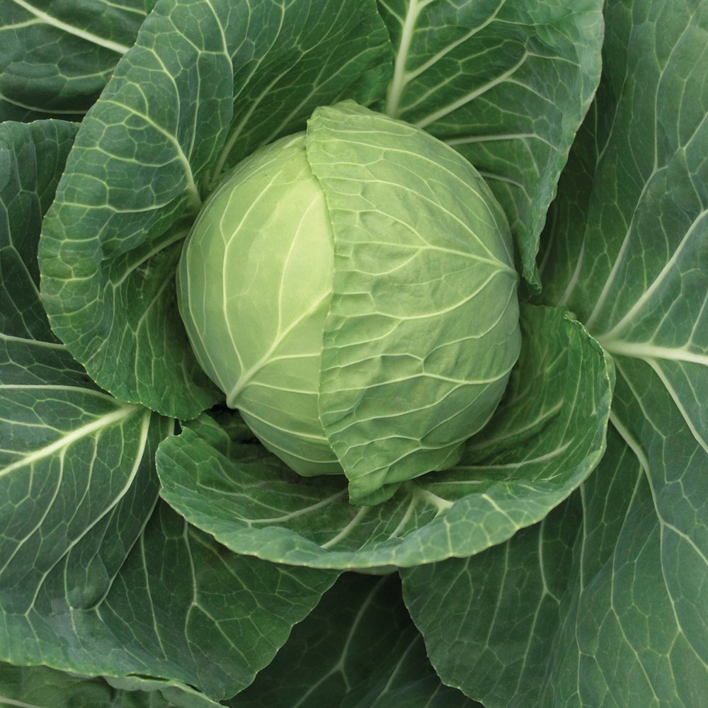 Fast Vantage Cabbage Seeds - Early Maturing Hybrid - Joyful Seeds