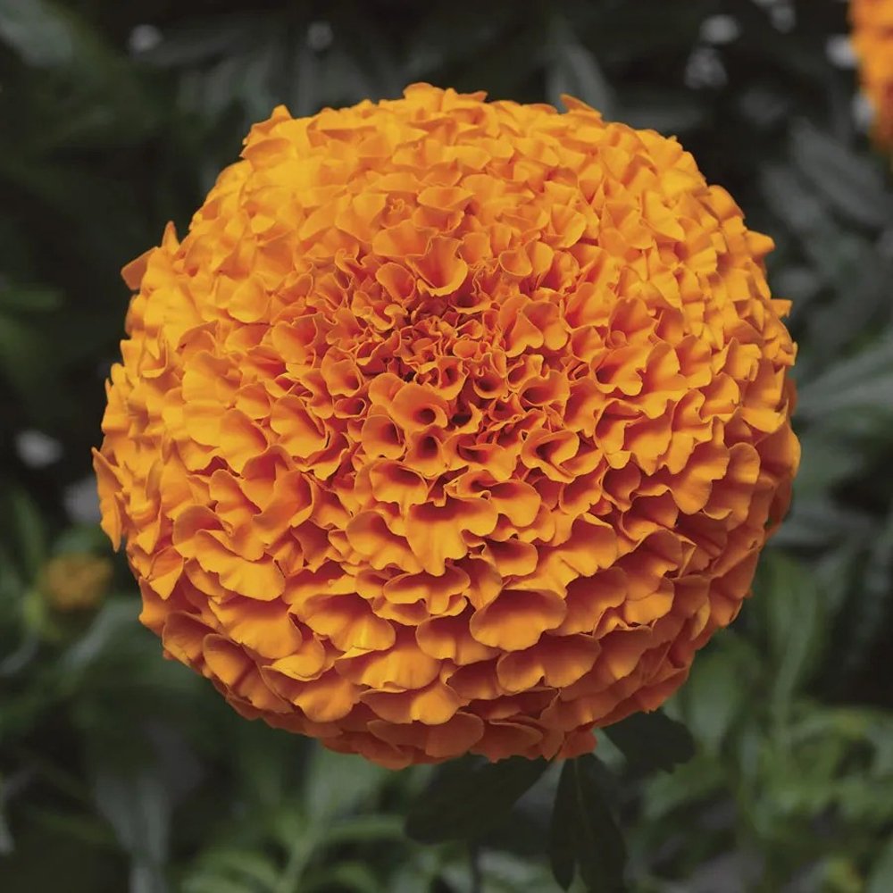 Inca II Deep Orange Marigold Seeds - Bold Orange Blooms