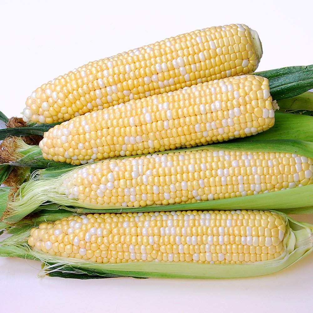 Inspiration Sweet Corn Seeds