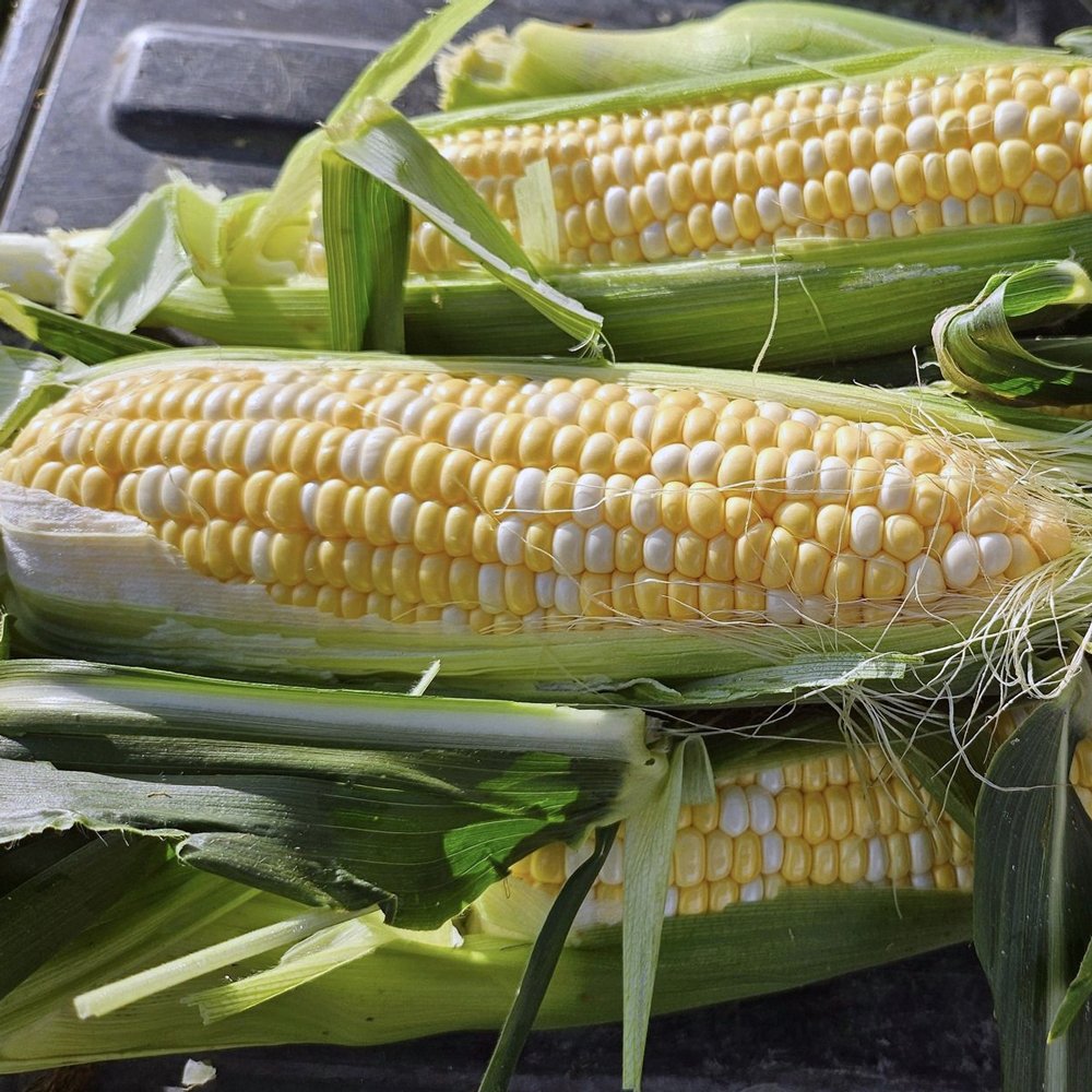 Latte Sweet Corn Seeds