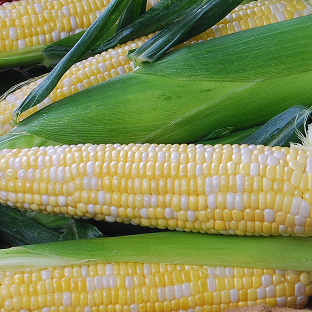 Nectar Sweet Corn Seeds