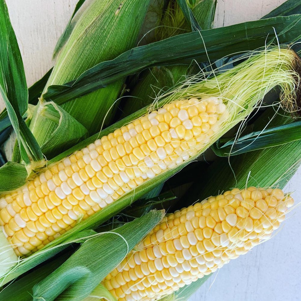 Nirvana Sweet Corn Seeds