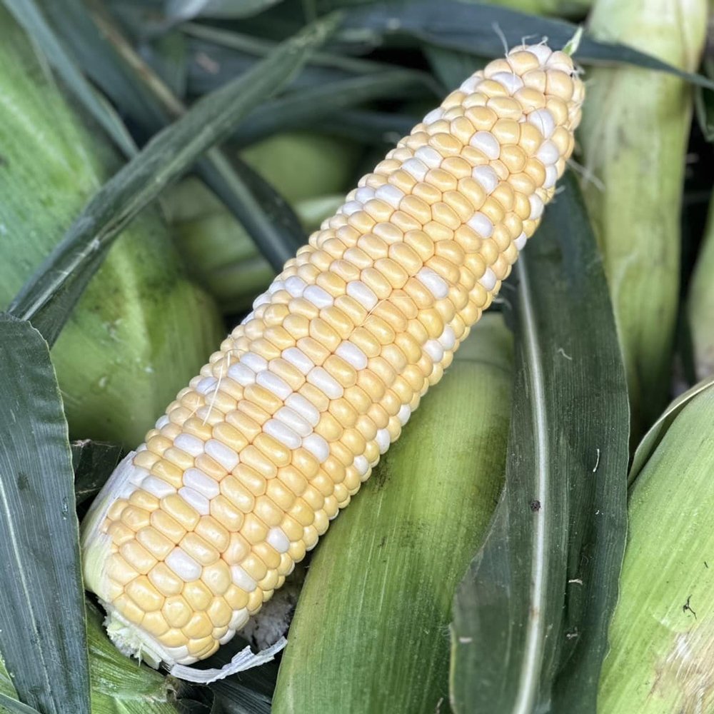 Peaches & Cream Sweet Corn Seeds