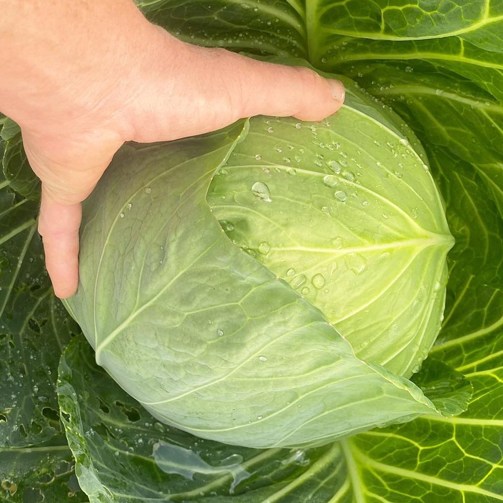 Primo Vantage Cabbage Seeds - Classy Hybrid - Joyful Seeds