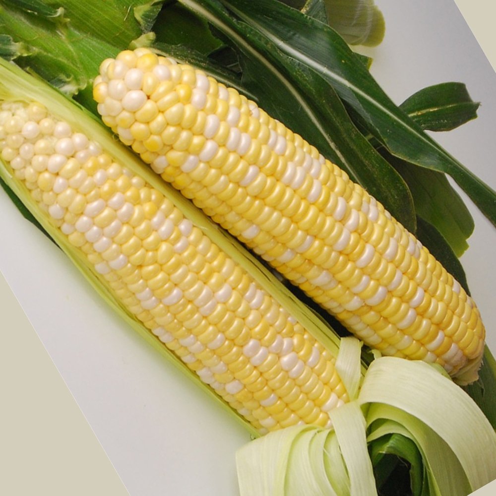 Quickstart Sweet Corn Seeds