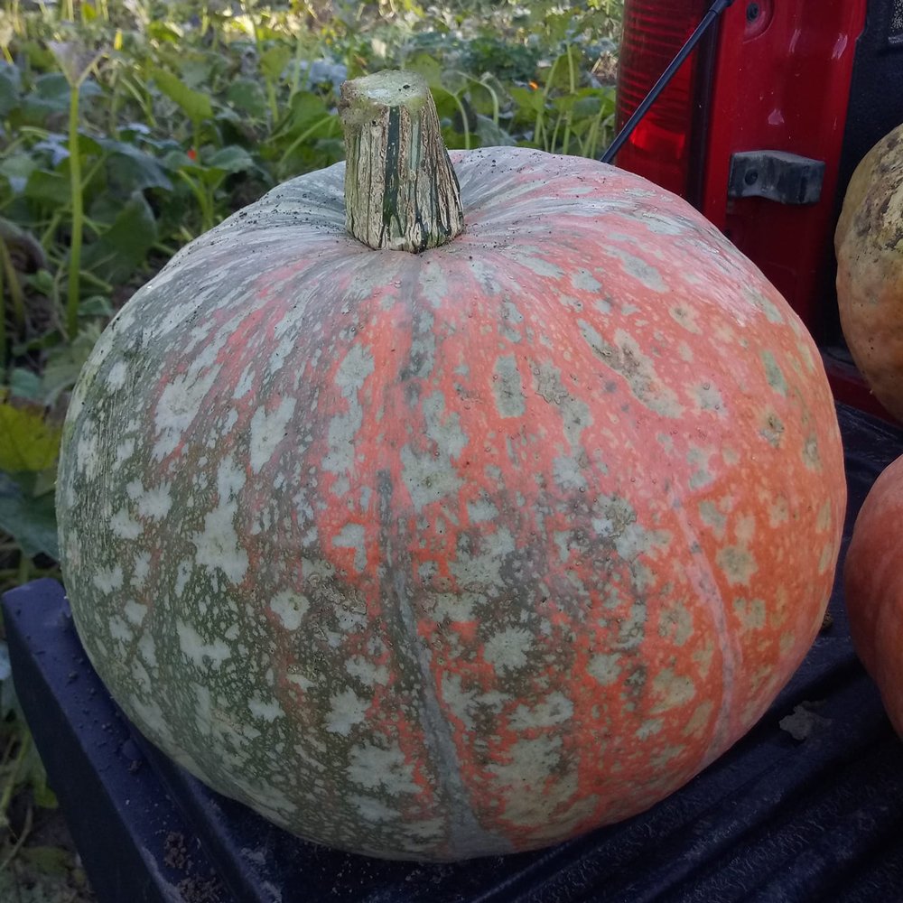 Buy World of Color Pumpkin Seeds | Joyful Seeds